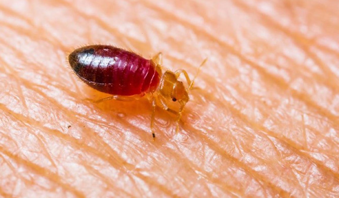 Jenis Hama dan Penyakit Pada Sayuran /Holtikultura