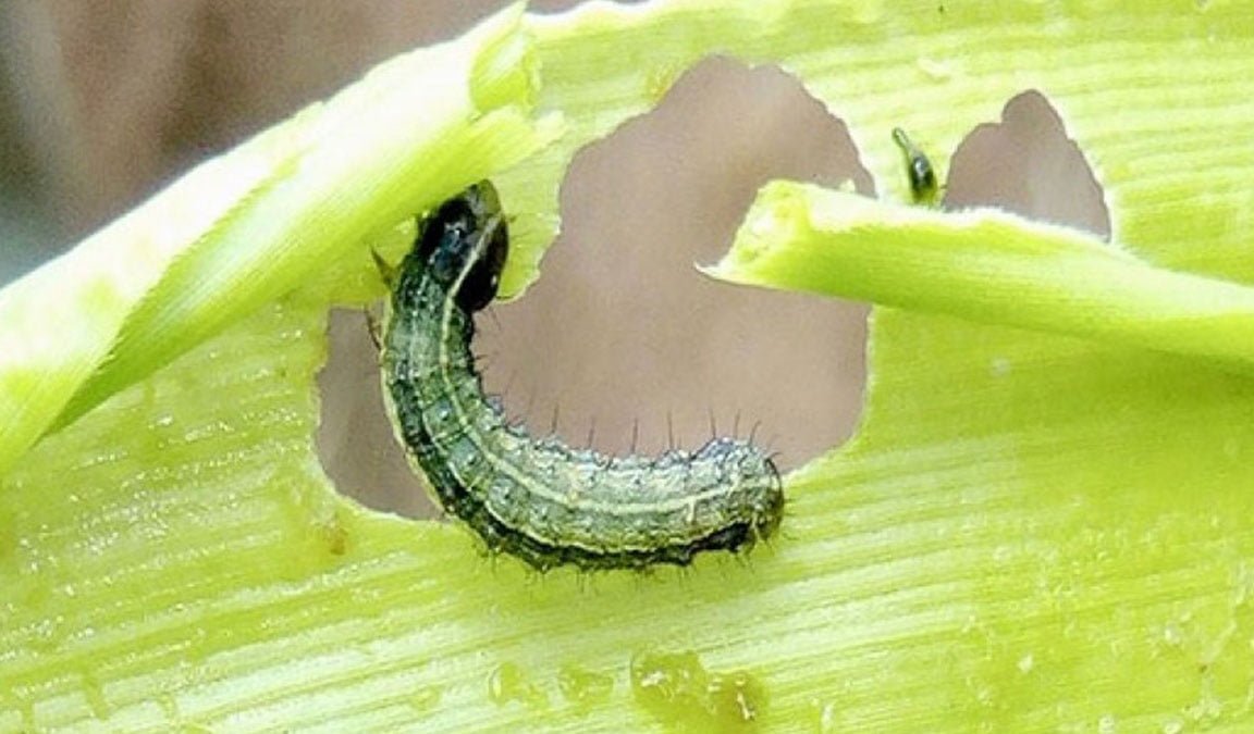 Jenis Hama dan Penyakit Pada Sayuran /Holtikultura