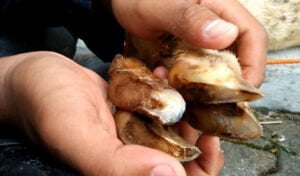 12 Penyakit Kambing: Jenis, Gejala, Penyebab, Hingga Pencegahan