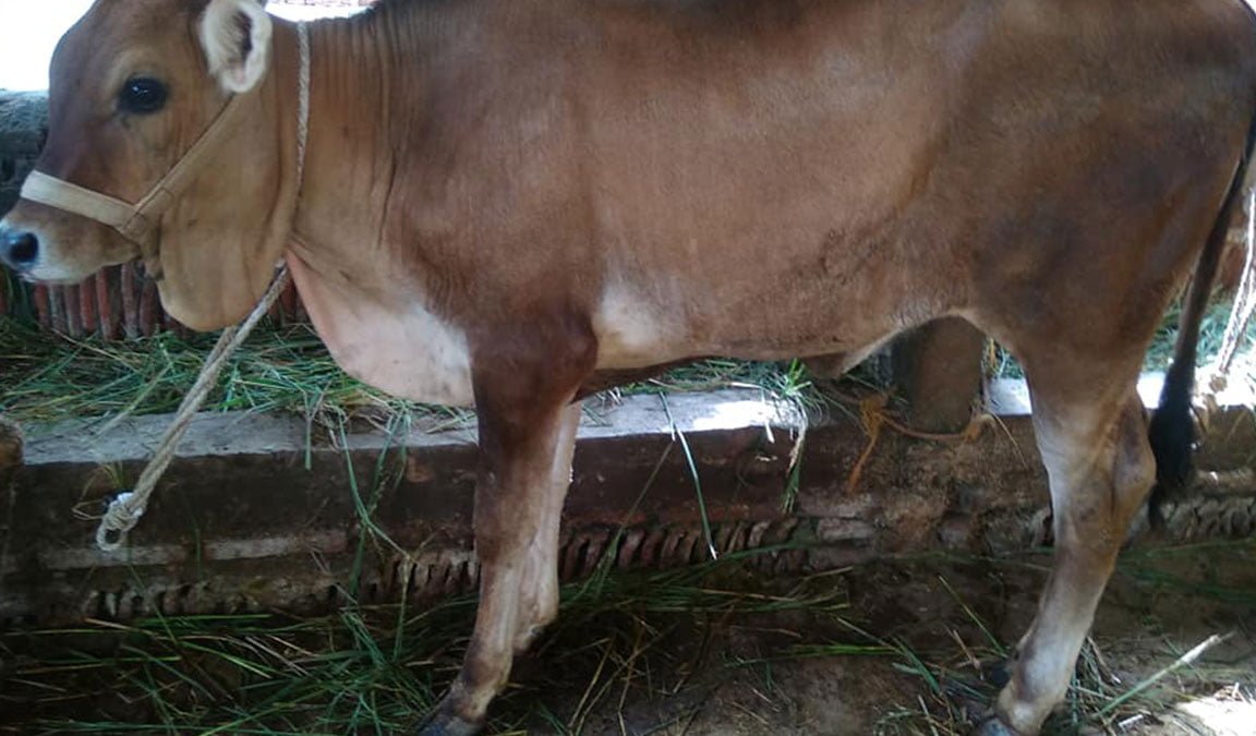 Cara Agar Sapi Cepat Bunting Secara Alami, Untuk Bisnis Pembibitan ...