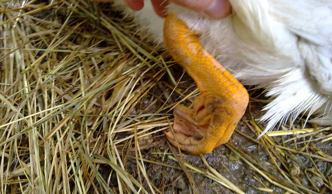 Penyakit Bebek: Gejala, Penyebab, Pengobatan, Cara Mencegah