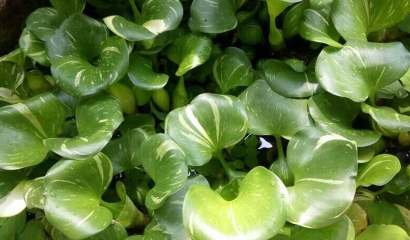 Cara Meningkatkan Produksi Telur Bebek, Murah dan Efektif