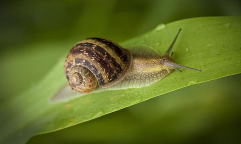 Hama dan Penyakit Padi: Jenis, Penyebab, Gejala Serangan Hingga Cara ...