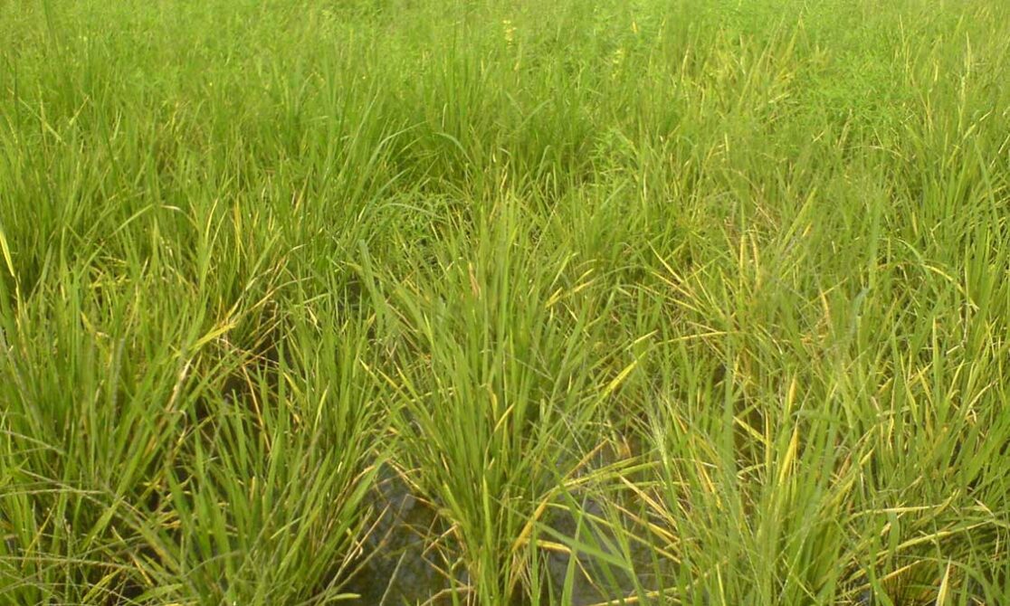 Hama dan Penyakit Padi: Jenis, Penyebab, Gejala Serangan Hingga Cara ...