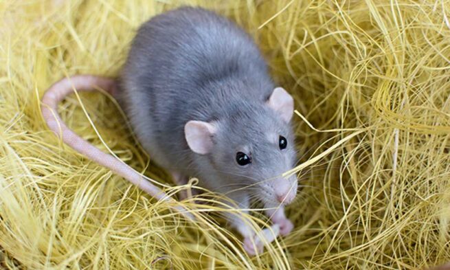 Hama dan Penyakit Padi: Jenis, Penyebab, Gejala Serangan Hingga Cara ...