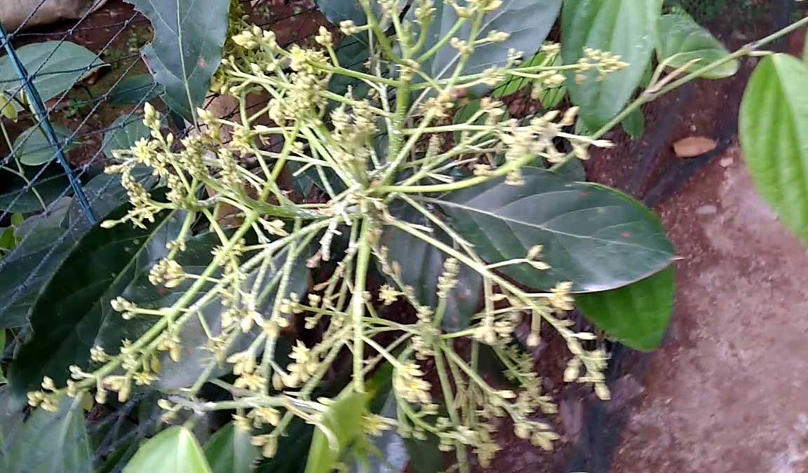 Bunga Tanaman Buah Rontok: Jenis, Gejala, Penyebab, Cara Mengatasi ...