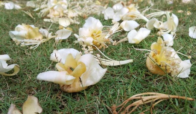 Bunga Tanaman Buah Rontok: Jenis, Gejala, Penyebab, Cara Mengatasi ...