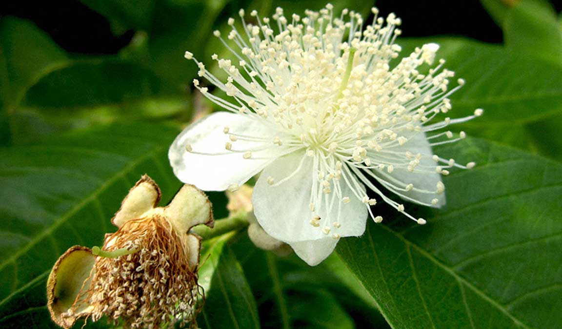 Bunga Tanaman Buah Rontok: Jenis, Gejala, Penyebab, Cara Mengatasi ...