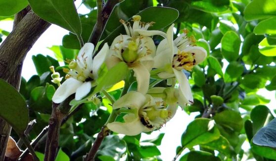 Bunga Tanaman Buah Rontok: Jenis, Gejala, Penyebab, Cara Mengatasi ...