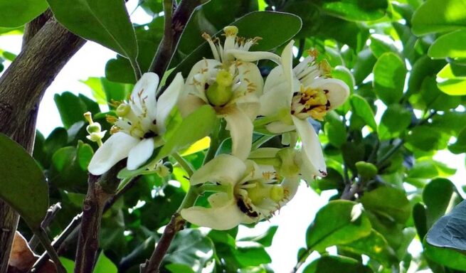 Bunga Tanaman Buah Rontok: Jenis, Gejala, Penyebab, Cara Mengatasi ...
