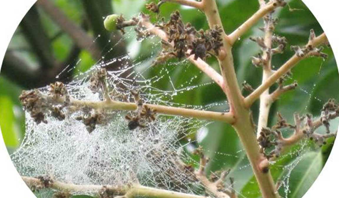 Bunga Tanaman Buah Rontok: Jenis, Gejala, Penyebab, Cara Mengatasi ...