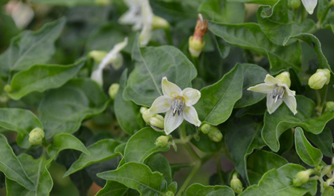 Bunga Cabe Rontok: Gejala, Penyebab, Cara Mengatasi, Hingga Pencegahan ...