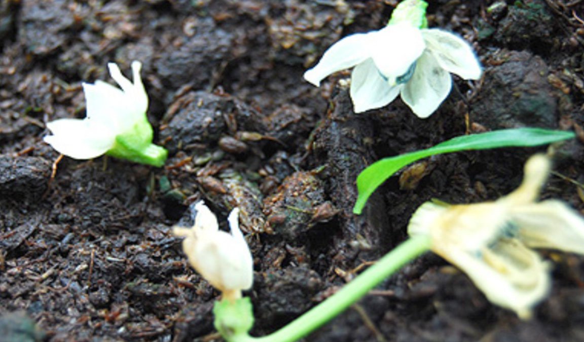 Bunga Cabe Rontok: Gejala, Penyebab, Cara Mengatasi, Hingga Pencegahan ...