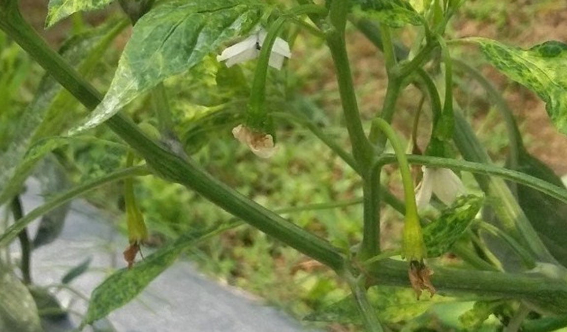 Bunga Cabe Rontok: Gejala, Penyebab, Cara Mengatasi, Hingga Pencegahan ...