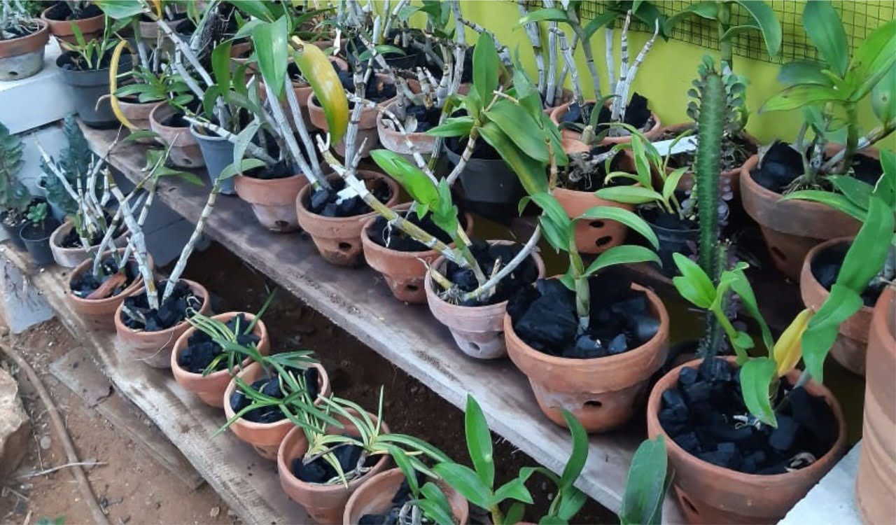 Penyakit Busuk Akar Bunga Anggrek: Gejala, Penyebab, Cara Mengatasi ...