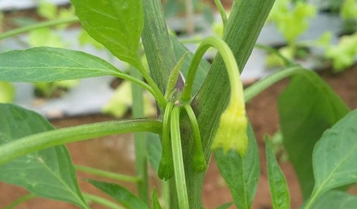 Bunga Cabe Rontok: Gejala, Penyebab, Cara Mengatasi, Hingga Pencegahan ...