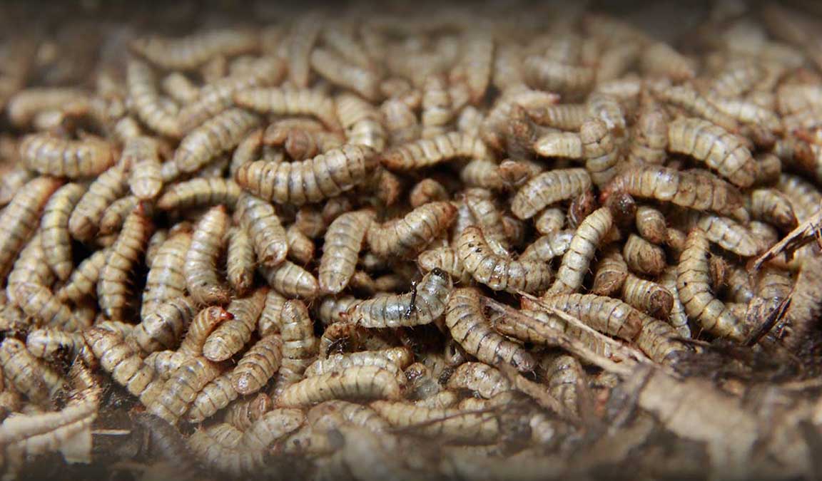 Makanan Belut Agar Cepat Besar: Jenis, Cara Memilih, Kandungan Nutrisi ...