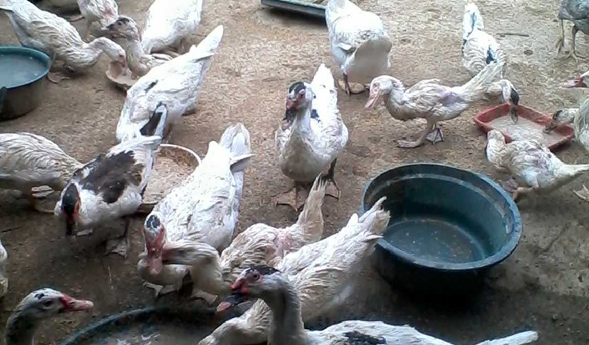Makanan Entok Biar Cepat Gemuk: Jenis, Dosis Pemberian dan Pemberian ...