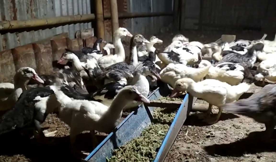 Makanan Entok Biar Cepat Gemuk: Jenis, Dosis Pemberian dan Pemberian ...