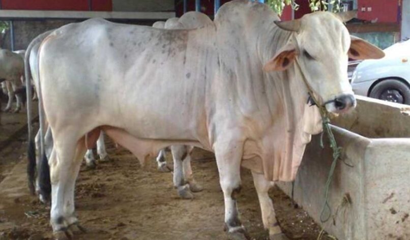Penyakit Sapi Mencret: Penyebab, Cara Mengatasi, Hingga Cara Pencegahan ...