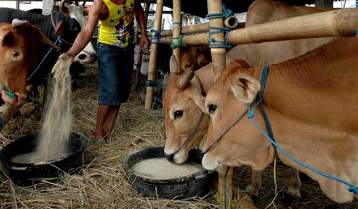 Penyakit Sapi Mencret: Penyebab, Cara Mengatasi, Hingga Cara Pencegahan ...