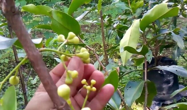 Tanaman Jambu Kristal Rontok: Gejala, Penyebab, Cara Mengatasi, dan ...