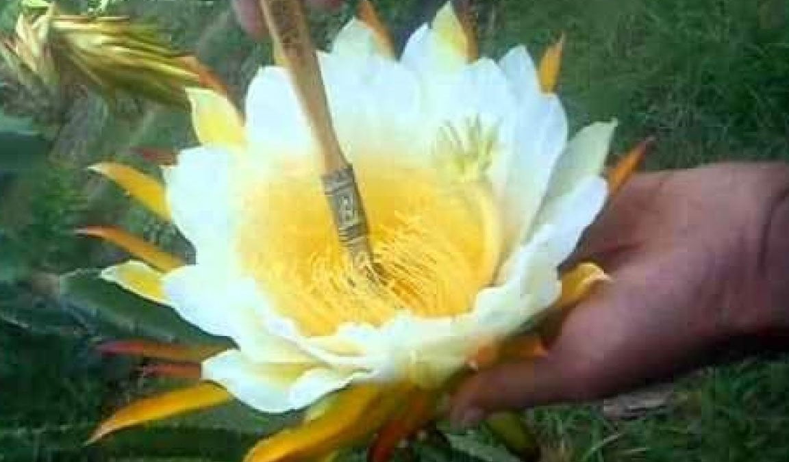 Tanaman Buah Naga Rontok: Gejala Serangan, Penyebab, dan Cara ...