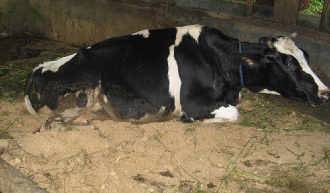 Penyakit Sapi Lumpuh: Gejala, Penyebab, Cara Mengatasi, dan Pencegahan ...