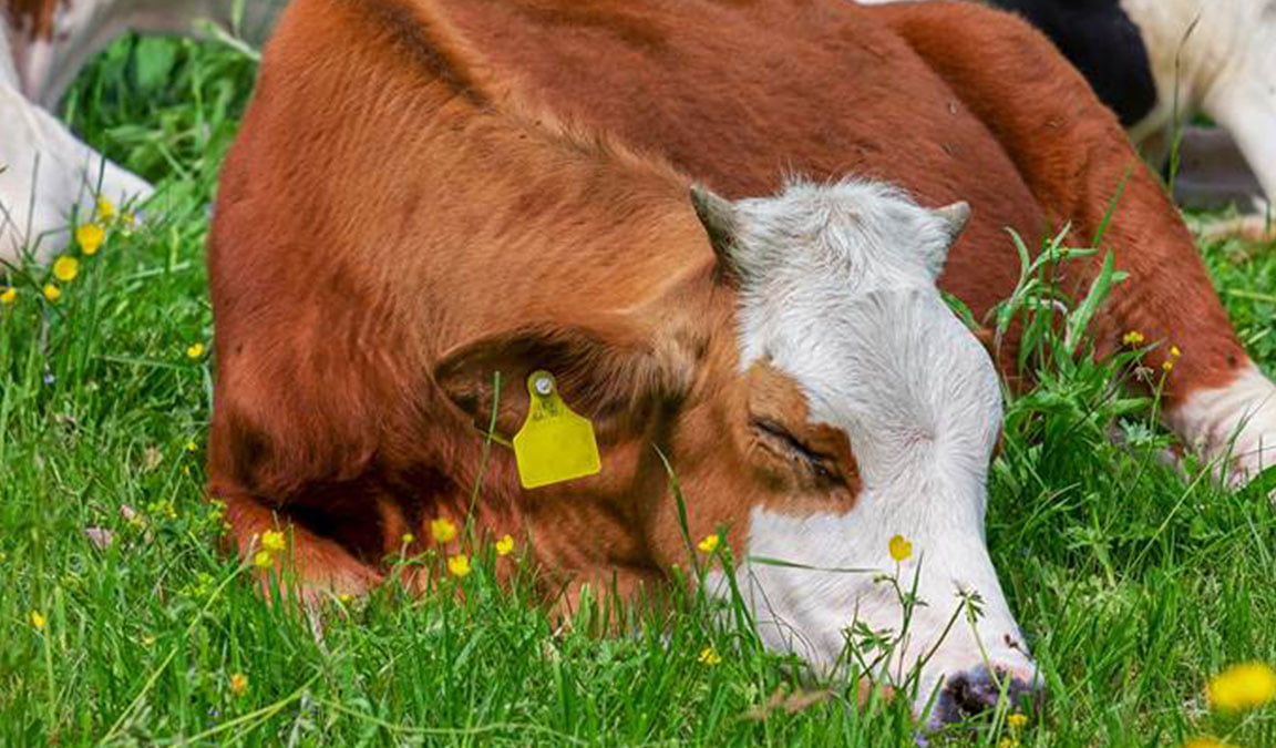 Penyakit Sapi Lumpuh: Gejala, Penyebab, Cara Mengatasi, dan Pencegahan ...