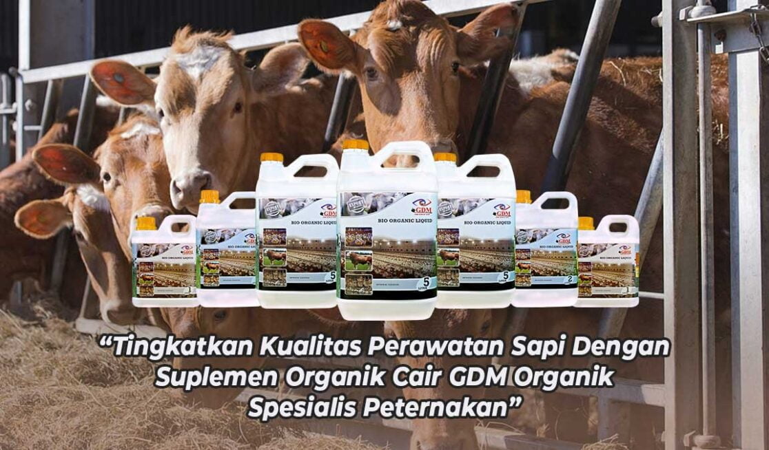 Cara Merawat Sapi Agar Cepat Besar dan Lebih Menghasilkan