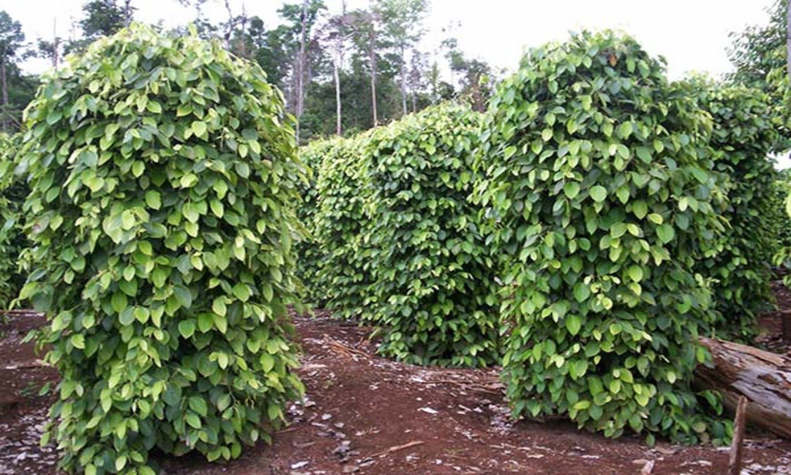 Pupuk Lada Agar Berbuah Lebat: Jenis, Penunjang dan Cara Pemupukan ...