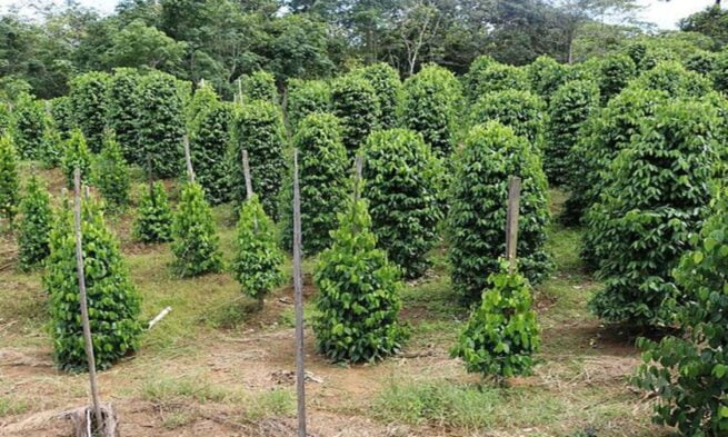 Cara Agar Tanaman Lada Berbuah Lebat dan Menghasilkan Panen Berlimpah ...