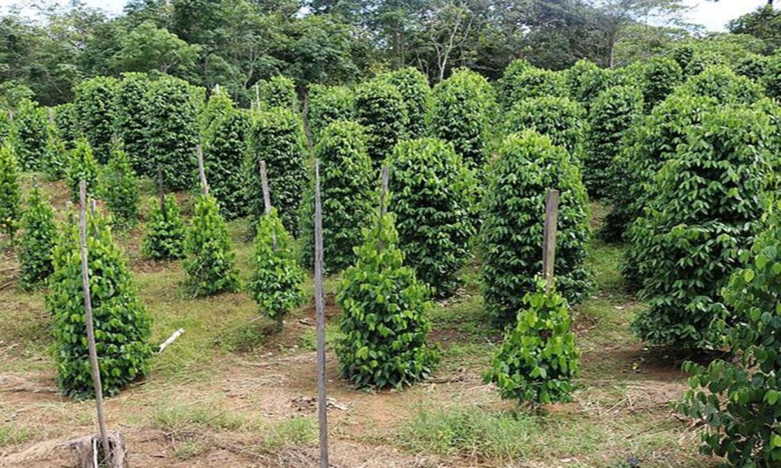 Cara Agar Tanaman Lada Berbuah Lebat dan Menghasilkan Panen Berlimpah ...