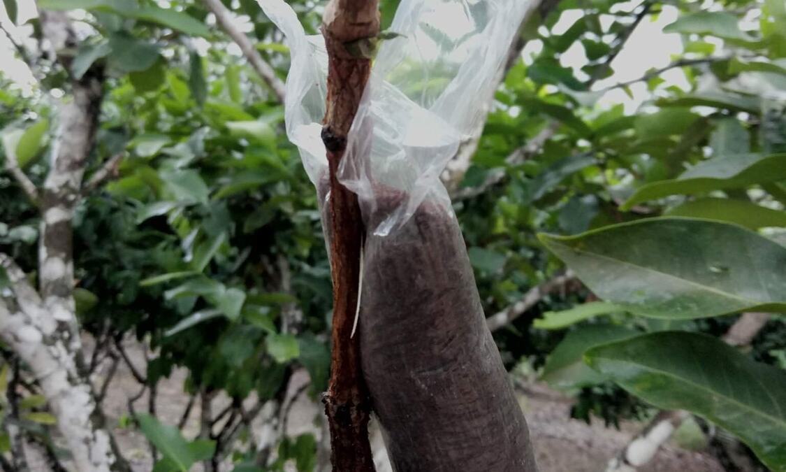 Cara Mencangkok Tanaman Agar Cepat Berakar dan Berhasil