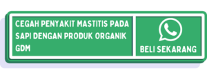 Penyakit Mastitis Sapi: Gejala Serangan, Penyebab, Pengobatan Hingga ...